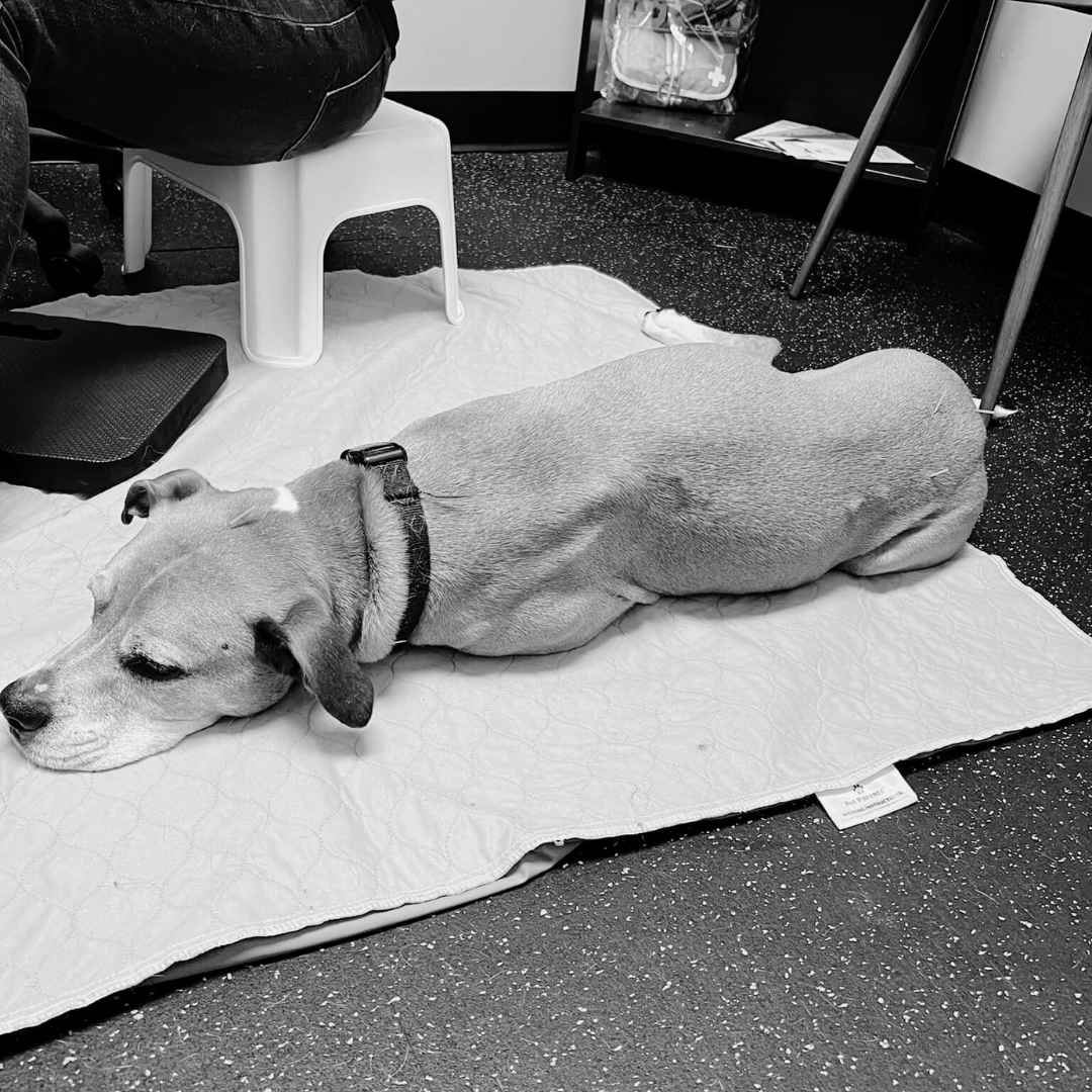 Three Things You Need to Know about Librela - Balanced Motion ...